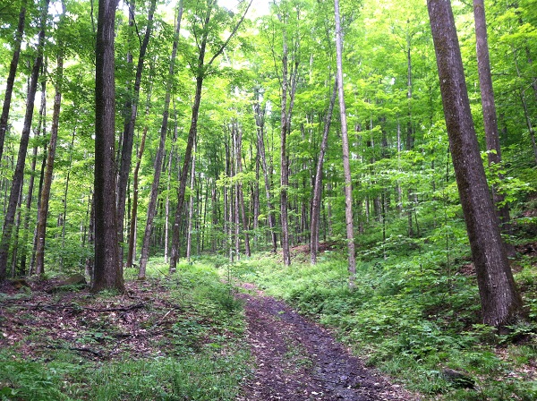 Northeast - Forest Stewards Guild