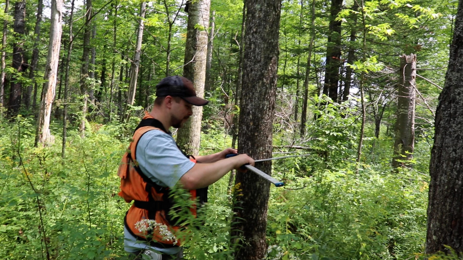 Guild Student Feature: Tyler Everett - Forest Stewards Guild