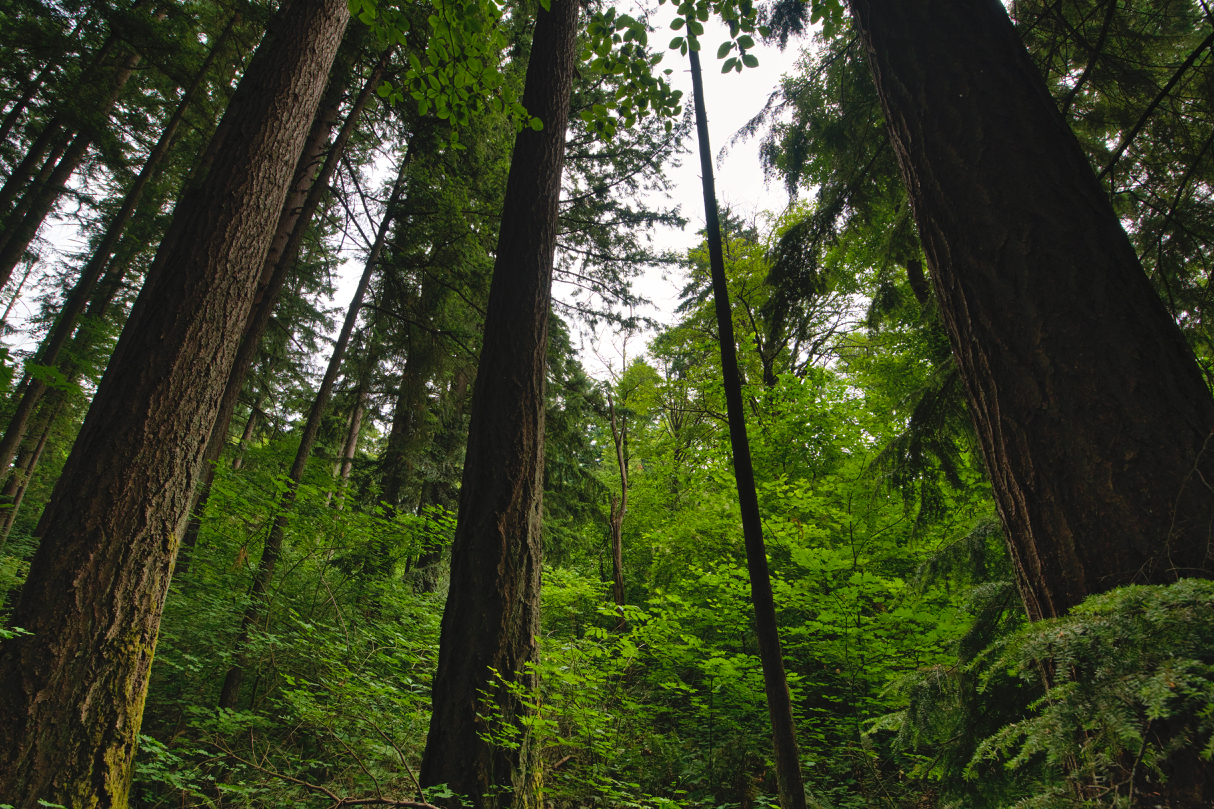 Forestry for the Birds - Western Oregon - Forest Stewards Guild