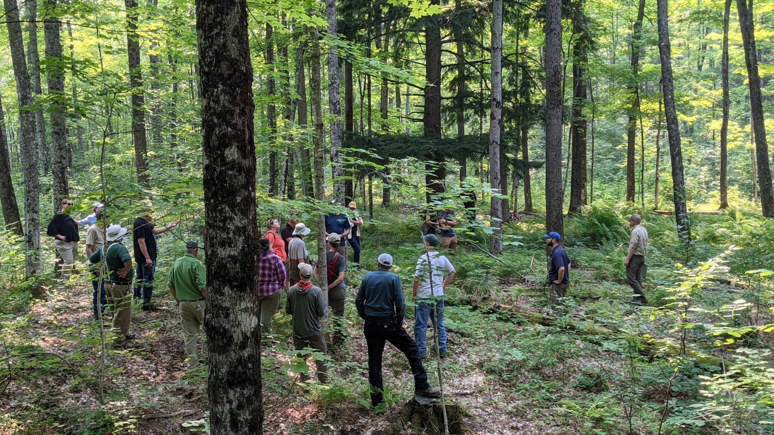 Guild Houghton County Lands - Forest Stewards Guild
