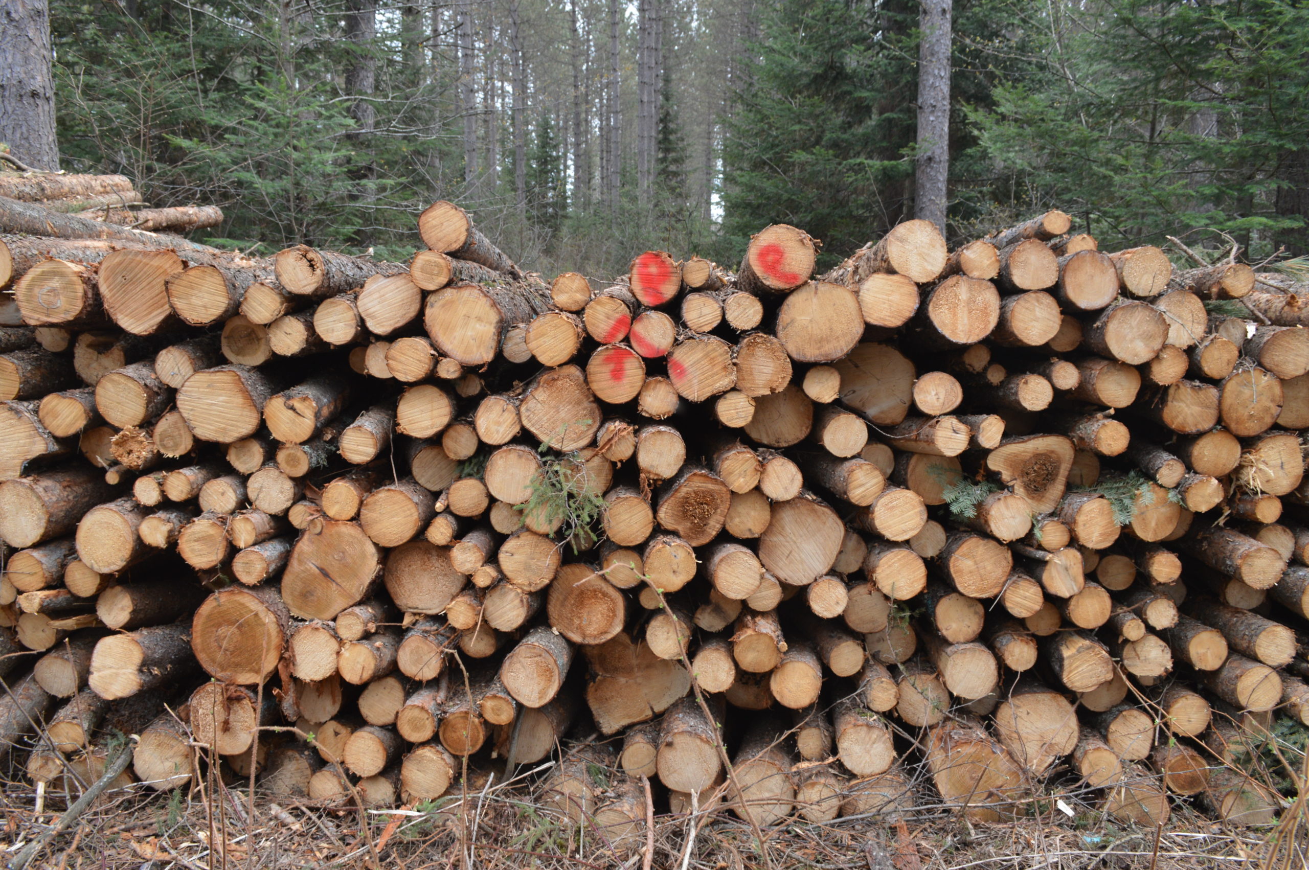 Advancing Hardwood Viability: The Role of Foresters in Wood Origin ...