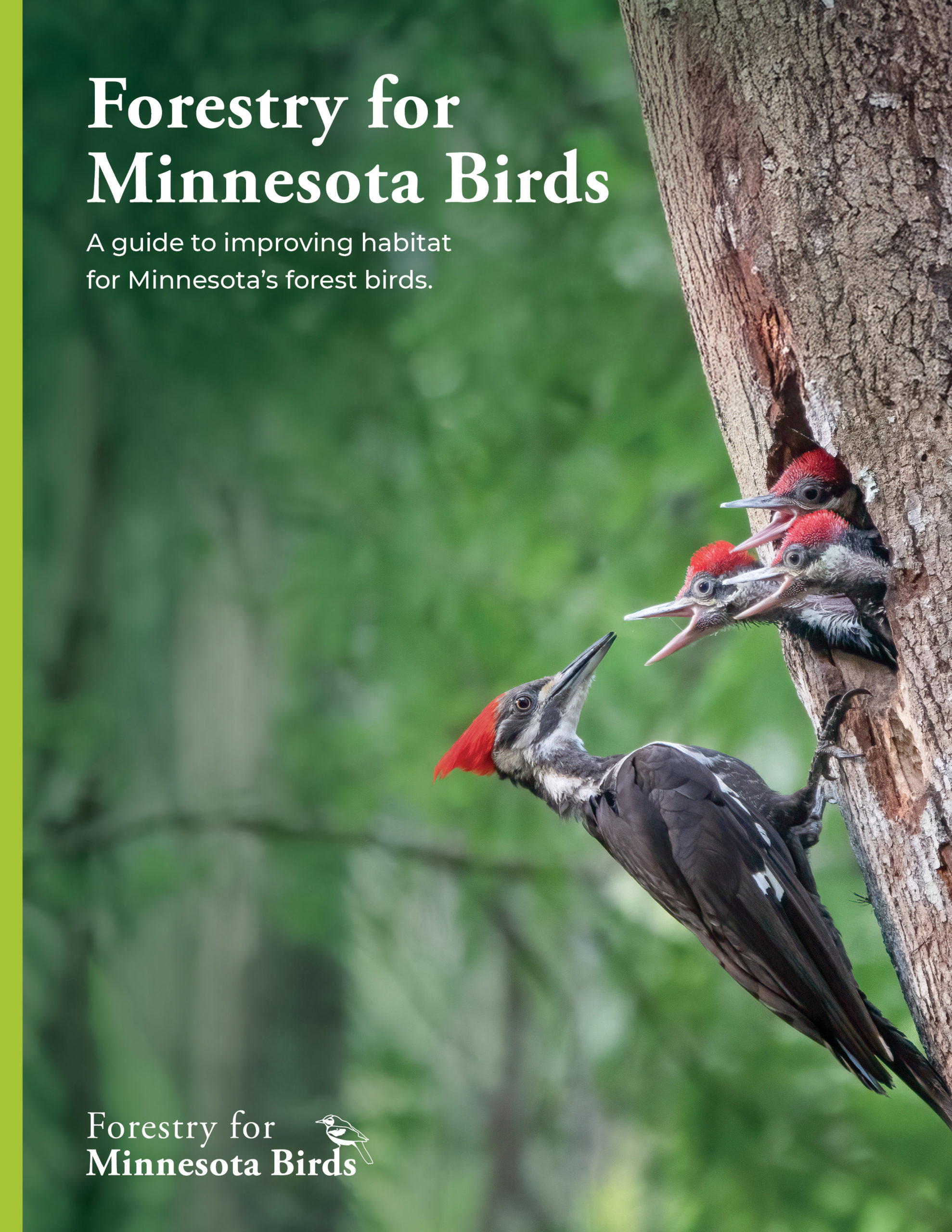 Forestry for Minnesota Birds - Forest Stewards Guild